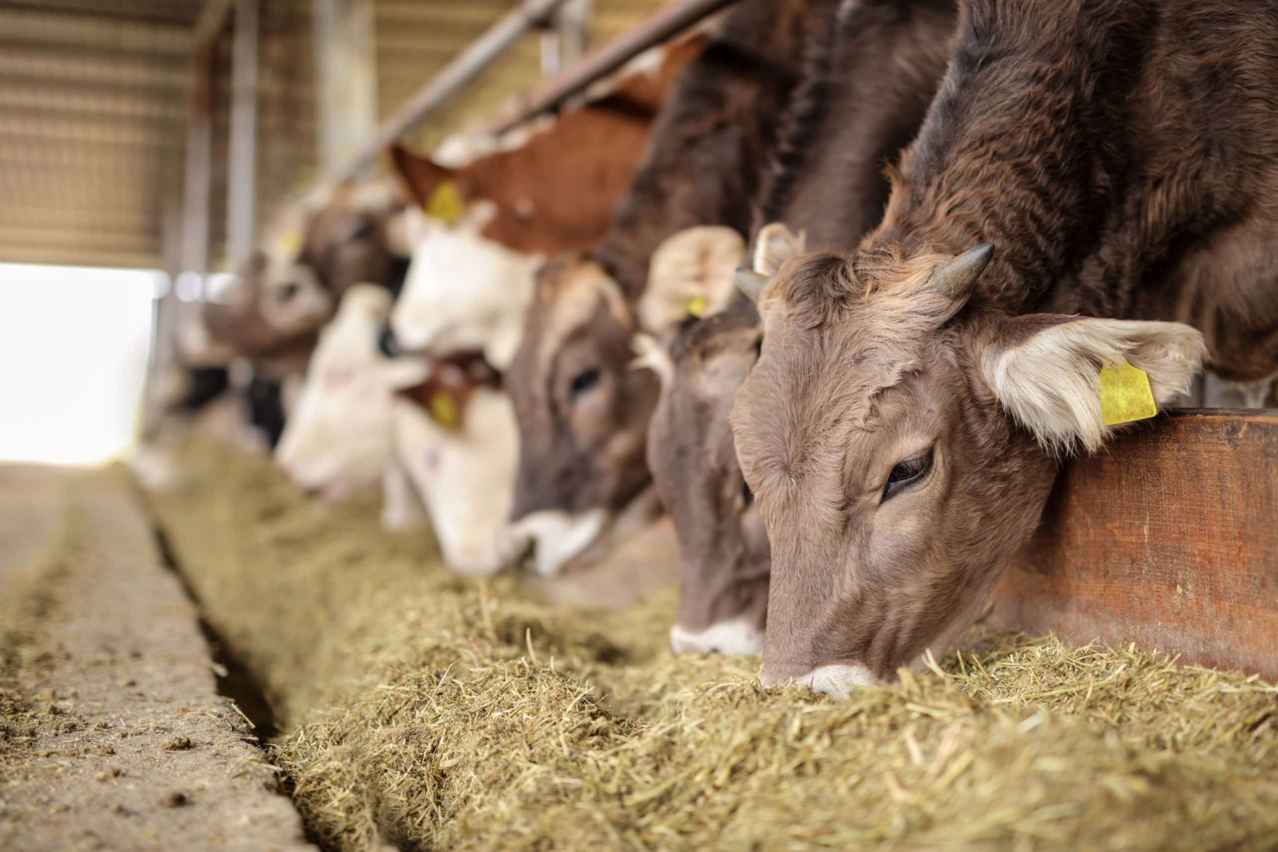 Farm and Livestock - Rocking W Home & Farm • Crane, MO
